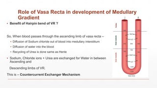 PHYSIOLOGY OF CONCENTRATION OF URINE.pptx