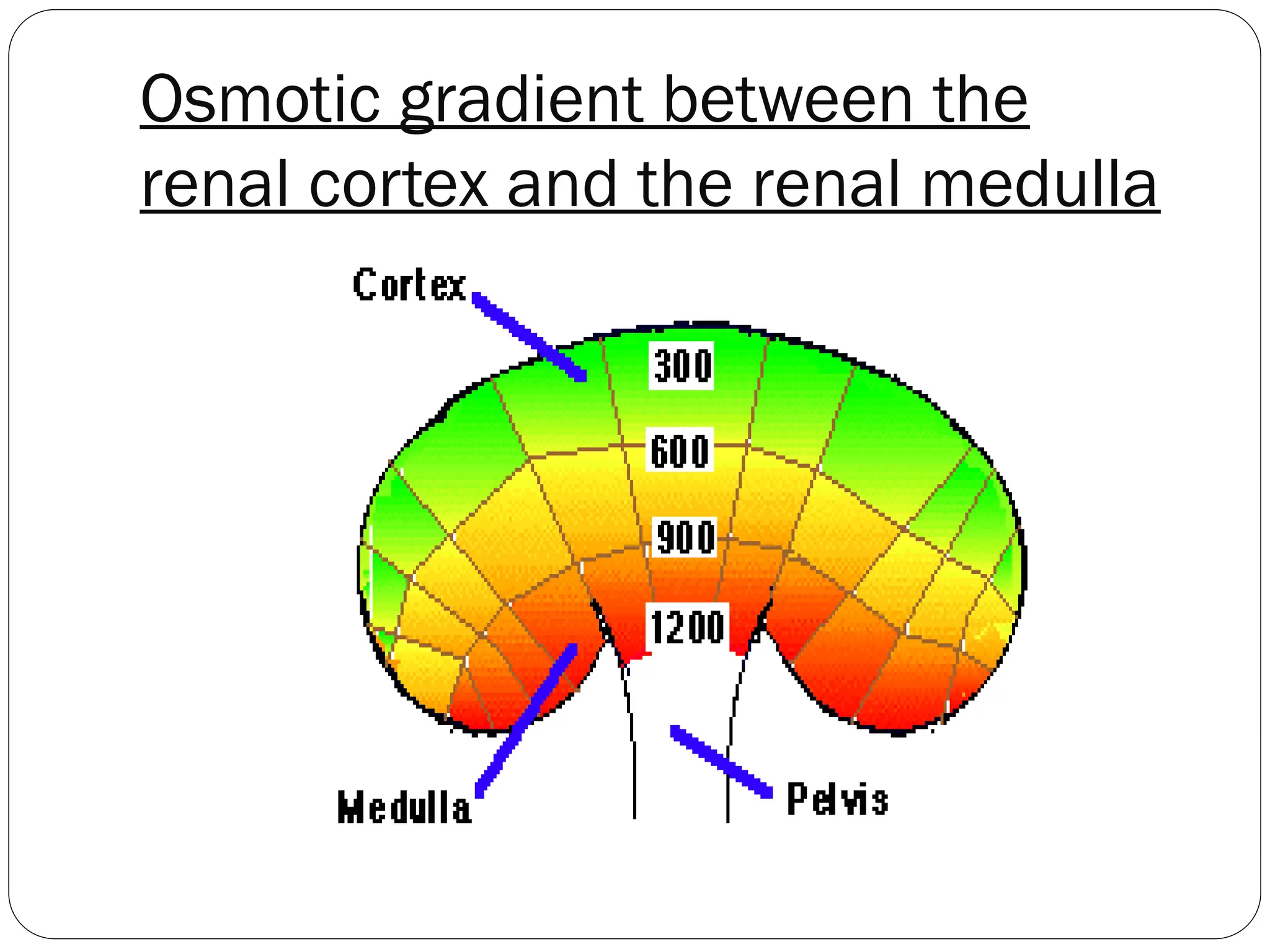 Concentration of Urine lecture note, different concentrations | PPT