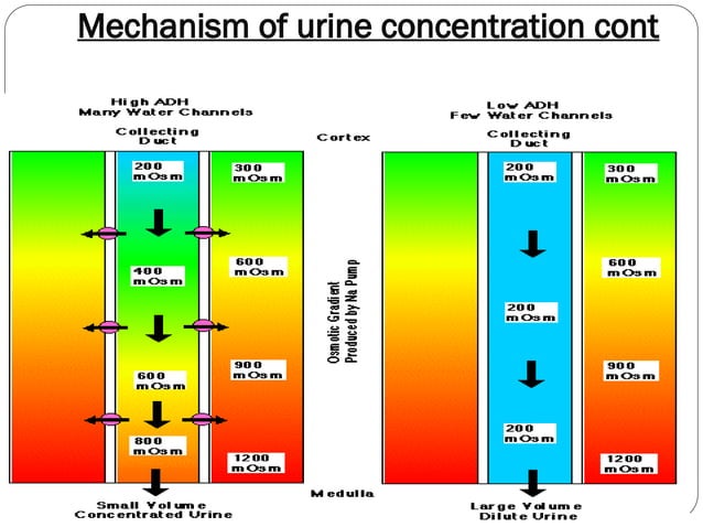 Concentration of Urine lecture note, different concentrations | PPT
