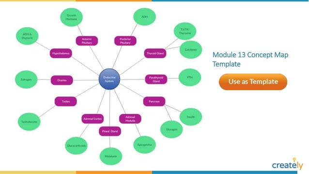 Concept Map Templates by Creately | PPTX