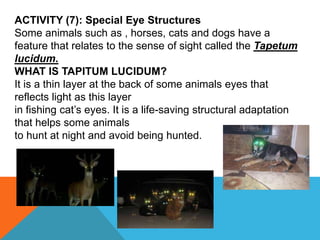 concept 1.3 light and sight.pptx