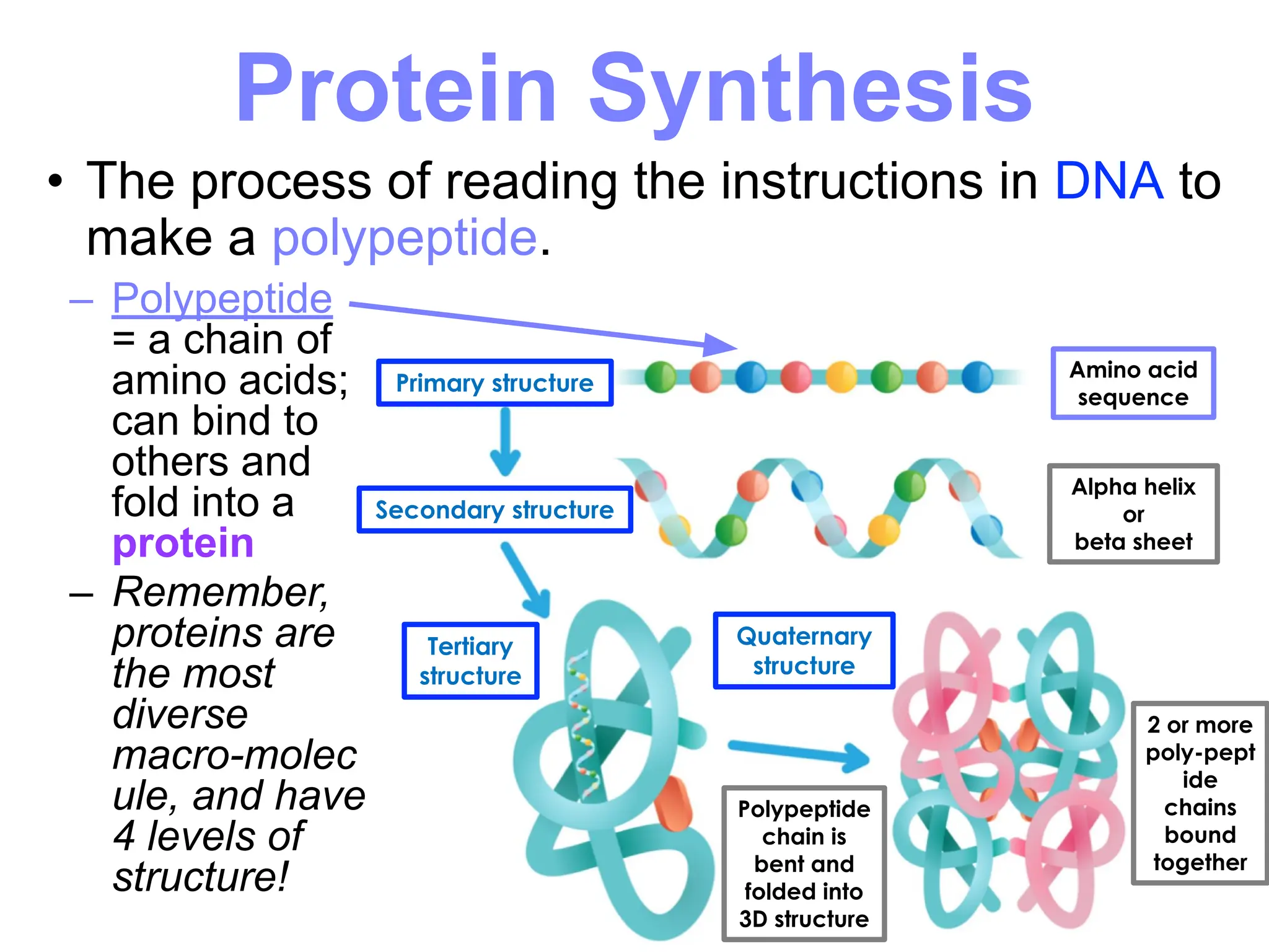 Concept 2 Notes - Protein Synthesis.pptx.pdf | Programming Languages ...