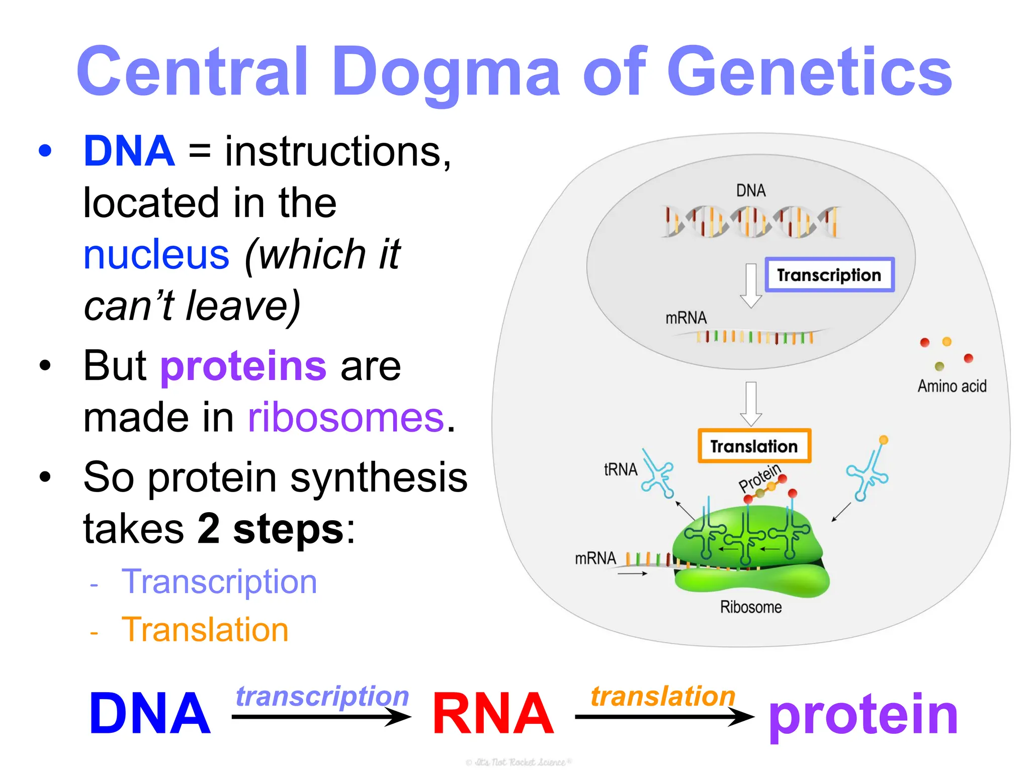 Concept 2 Notes - Protein Synthesis.pptx.pdf