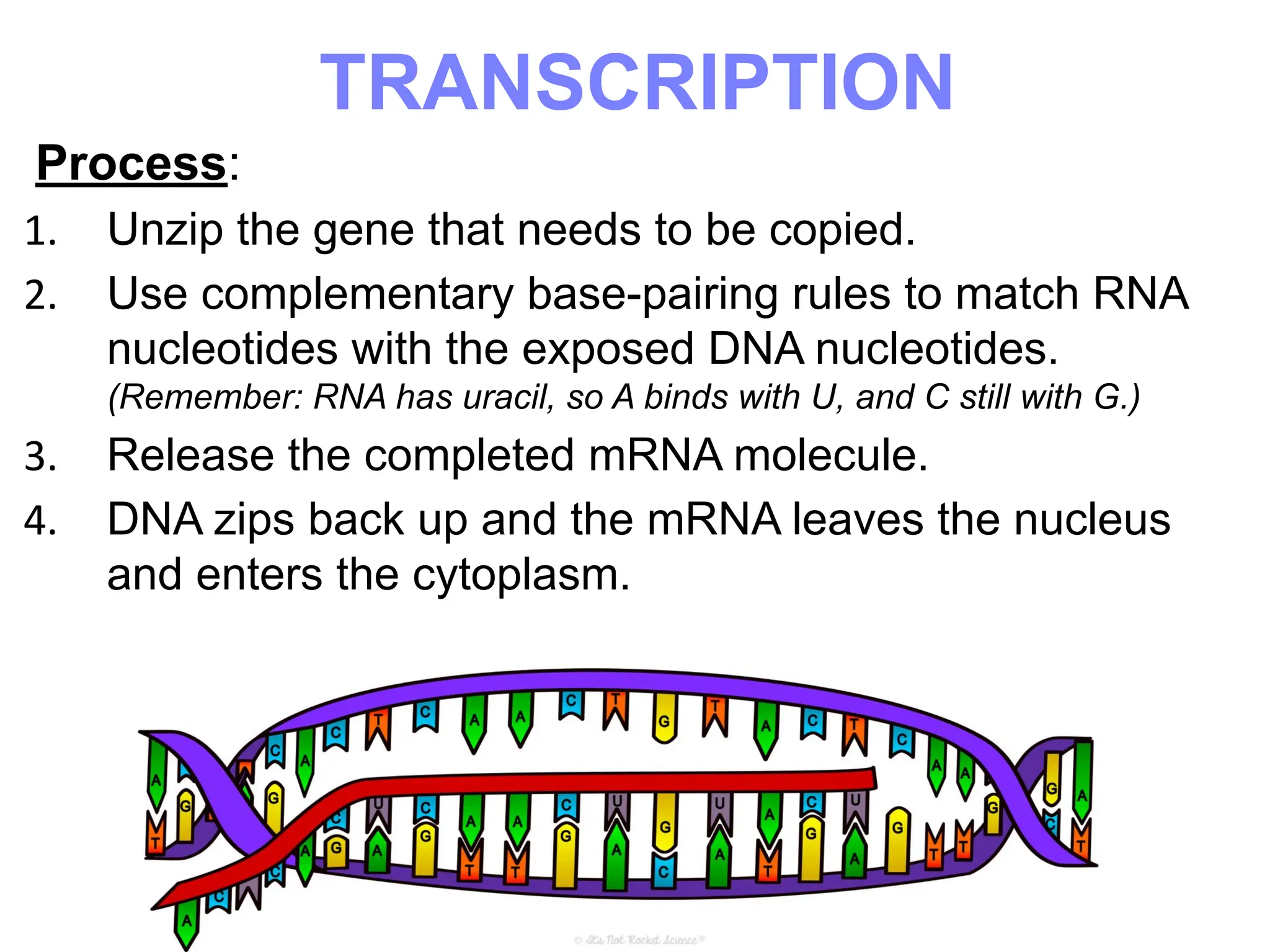 Concept 2 Notes - Protein Synthesis.pptx.pdf