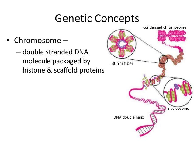 Concept and basics of genetics