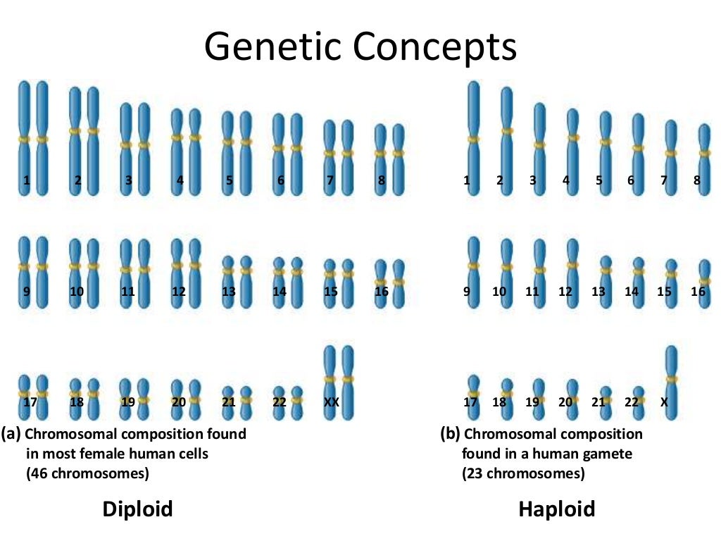 Concept and basics of genetics