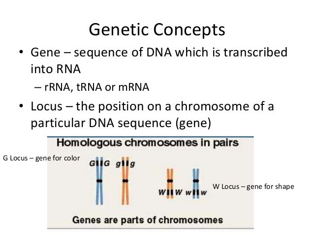 Concept and basics of genetics