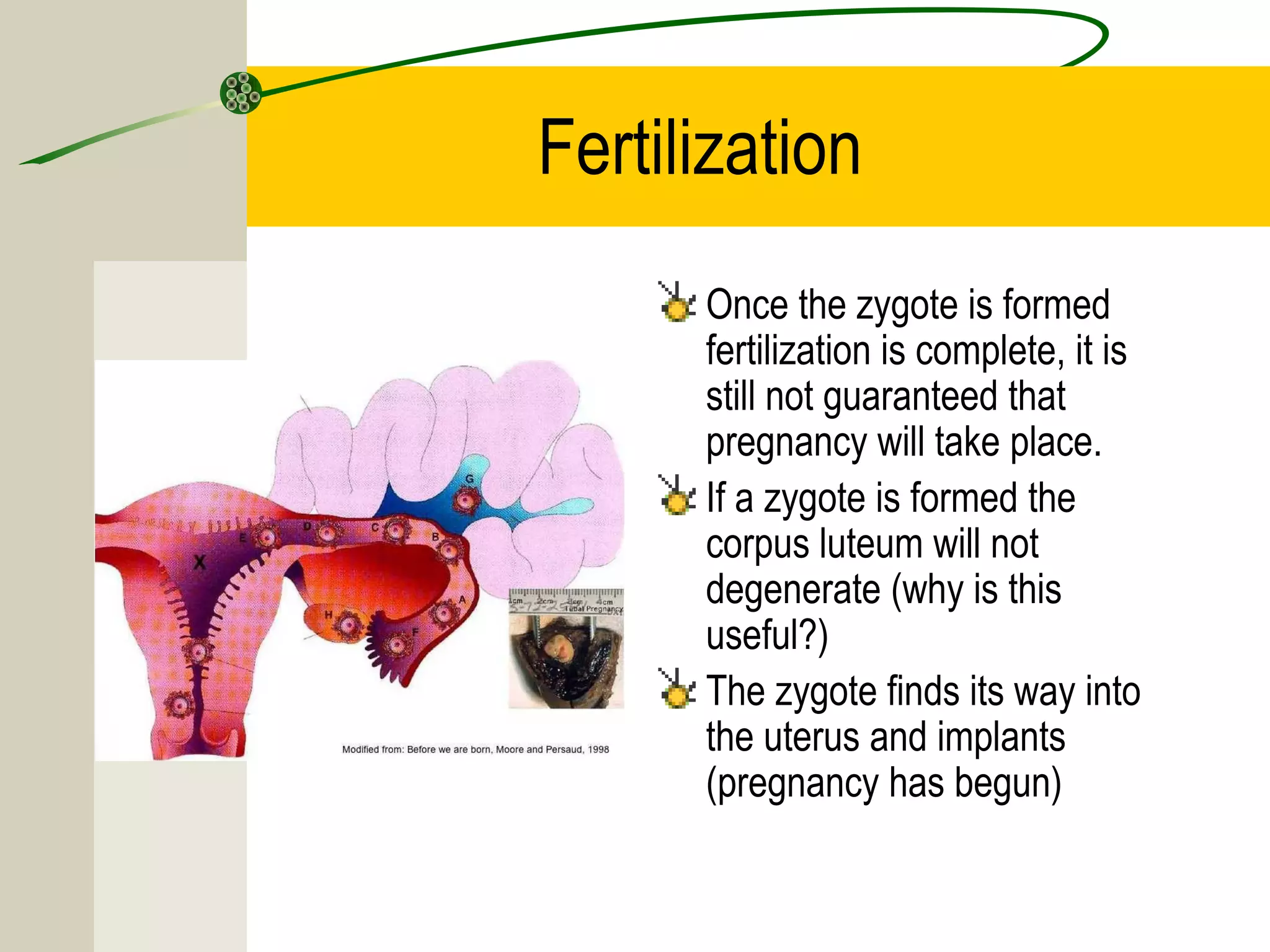 Conception | PPT | Infertility | Reproductive Health