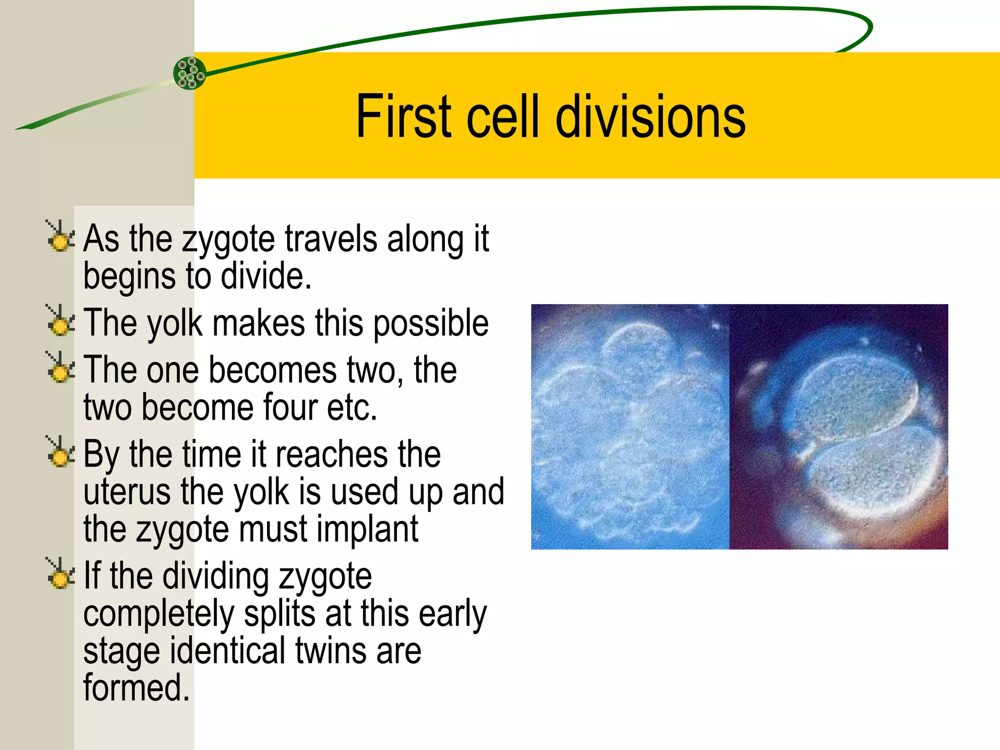 Conception | PPT | Infertility | Reproductive Health