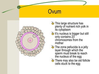 Conception | PPT