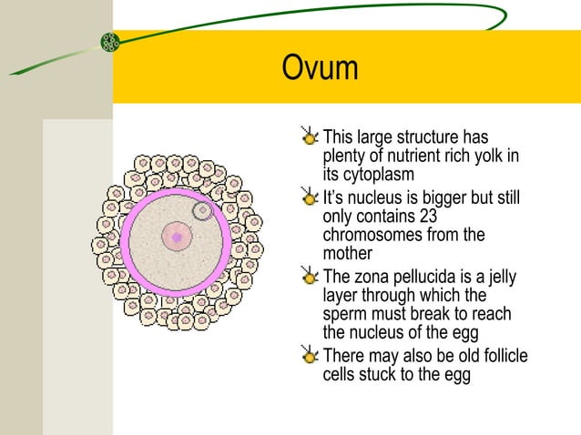 Conception | PPT | Infertility | Reproductive Health