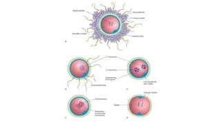 Conception and Placental Development | PPTX