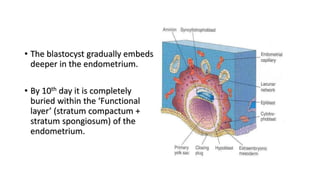 Conception and Placental Development | PPTX