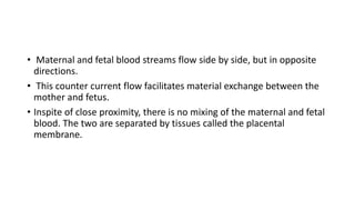 Conception and Placental Development | PPTX