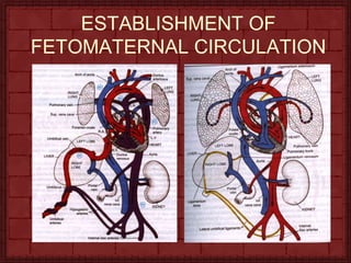 Conception, placenta, af, umbilical cord | PPT