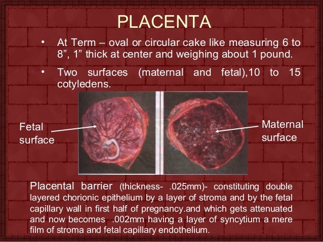 Conception, placenta, af, umbilical cord