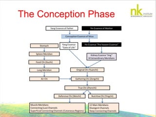 Energetics of Conception | PPT