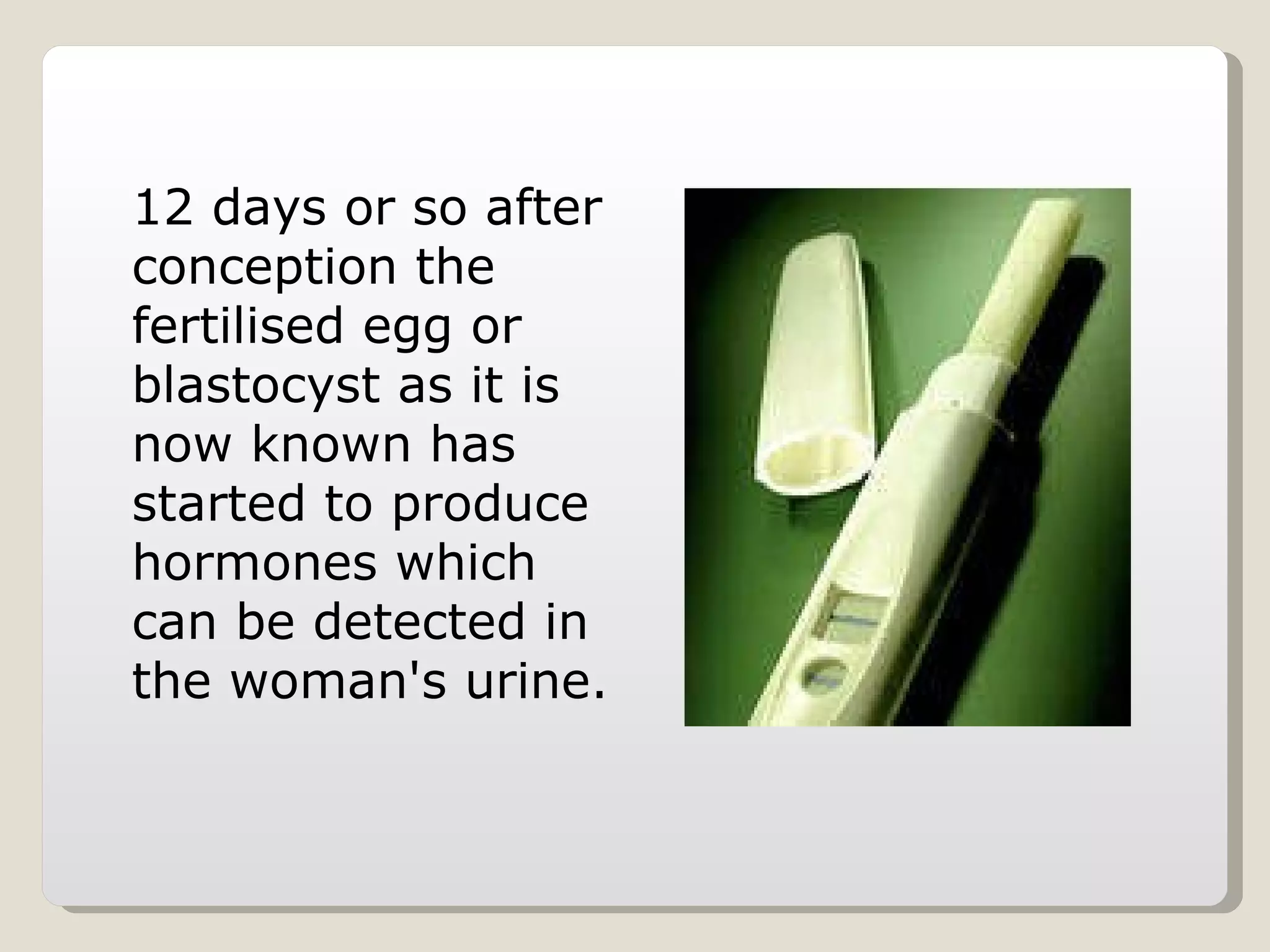 Conception to birth | PPT