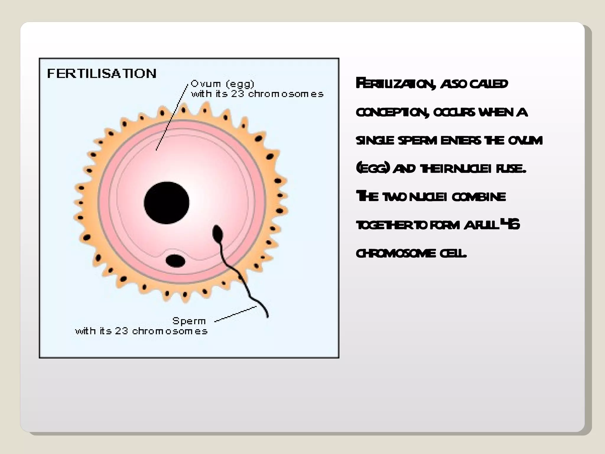 Conception to birth | PPT