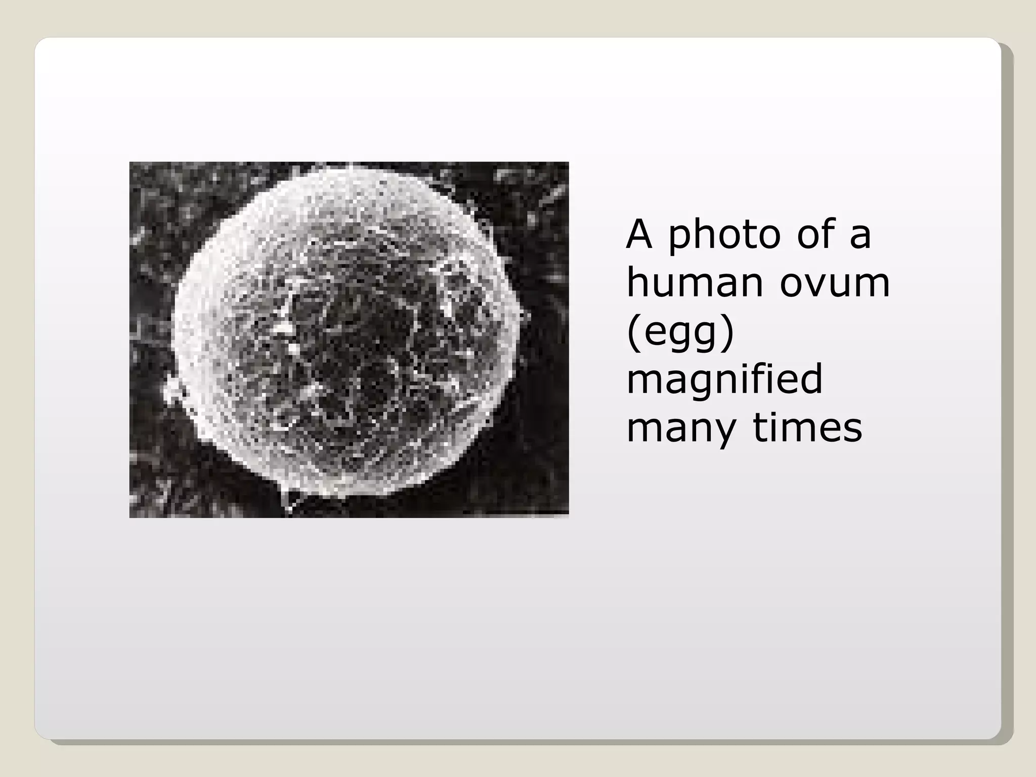 Conception to birth | PPT