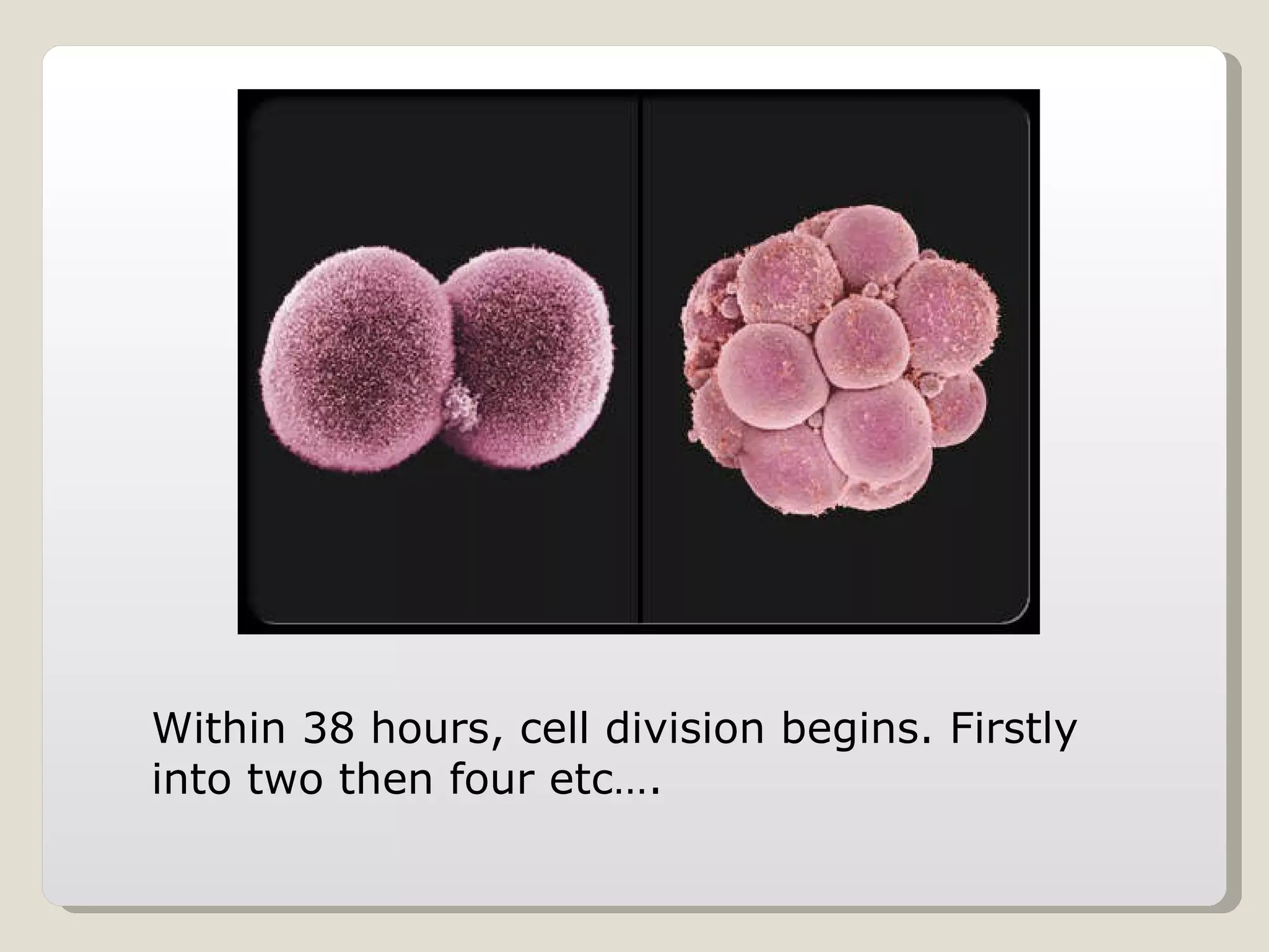Conception to birth | PPT
