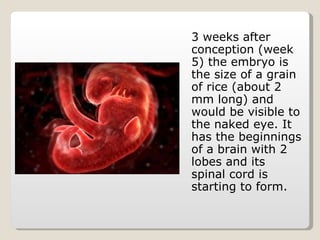 Conception to birth | PPT