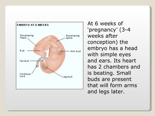 Conception to birth | PPT