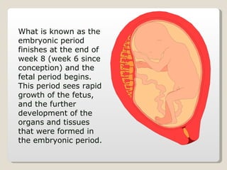 Conception to birth | PPT