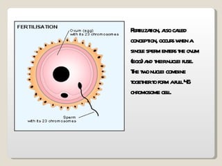 Conception to birth | PPT