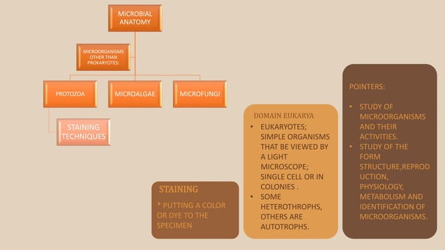 SCIENCE - CONCEPT MAP - MICROBIOLOGY.pptx
