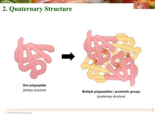 Proteins and Amino acids.pptx