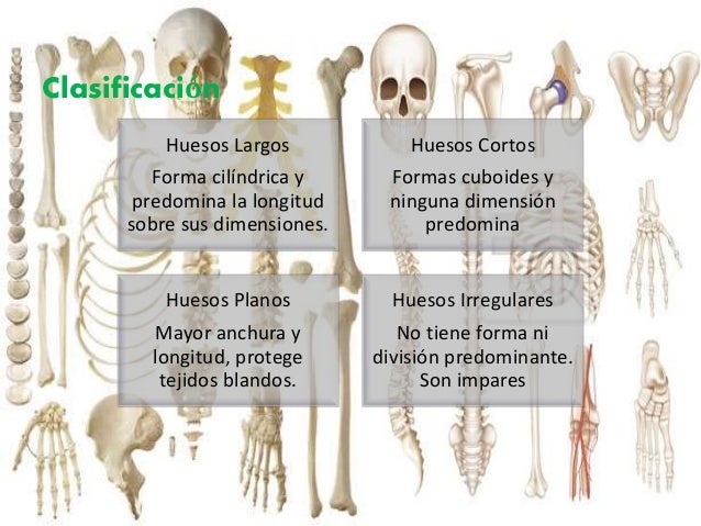 Concepto Clasificación Y Funciones De Los Huesos