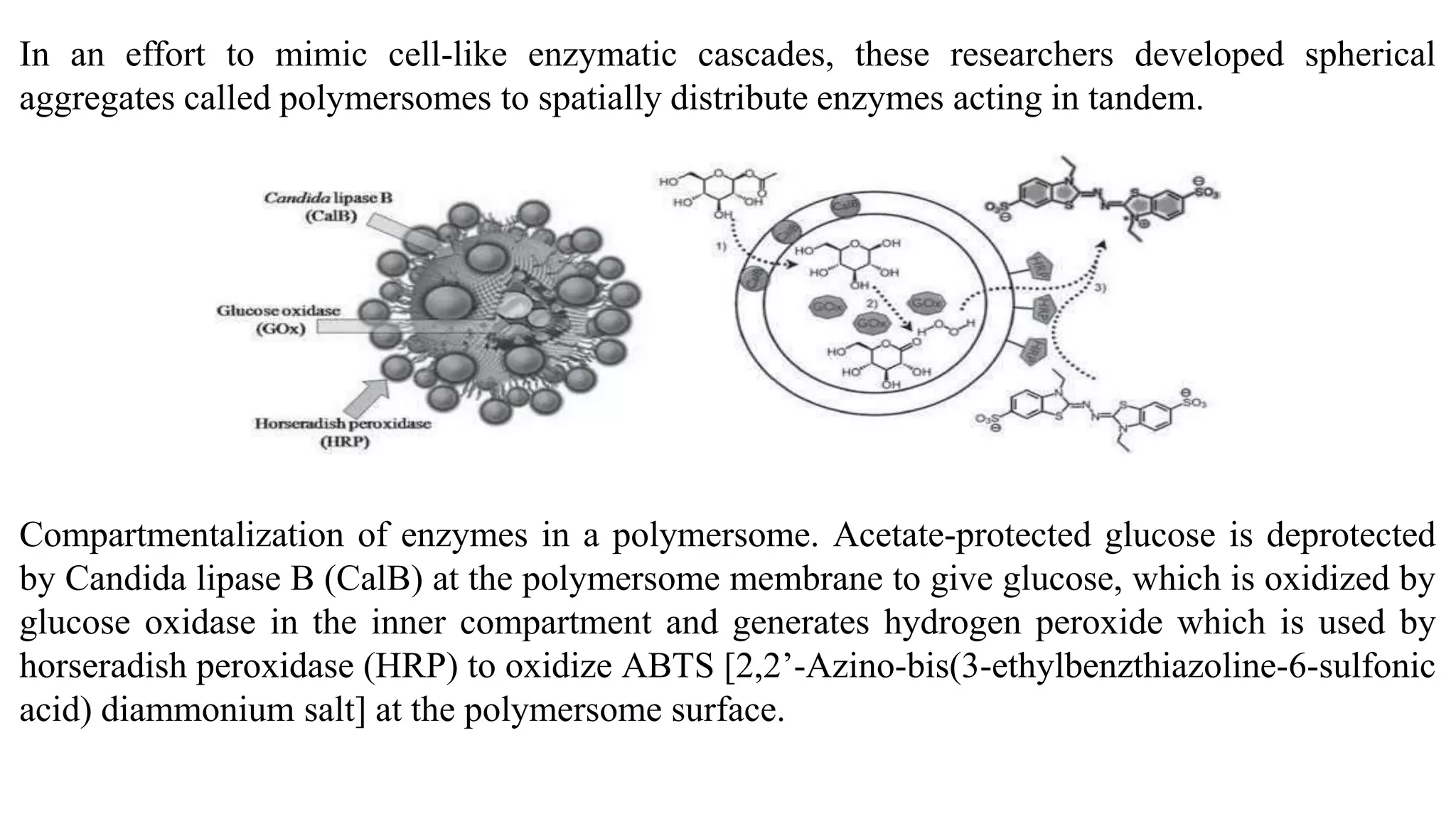 Concept of co immobilization enzyme | PPTX