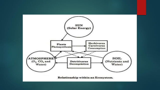 Concept of ecosystem | PDF