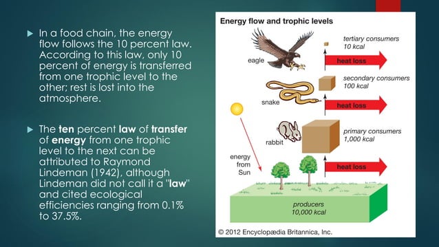 Concept of ecosystem | PDF