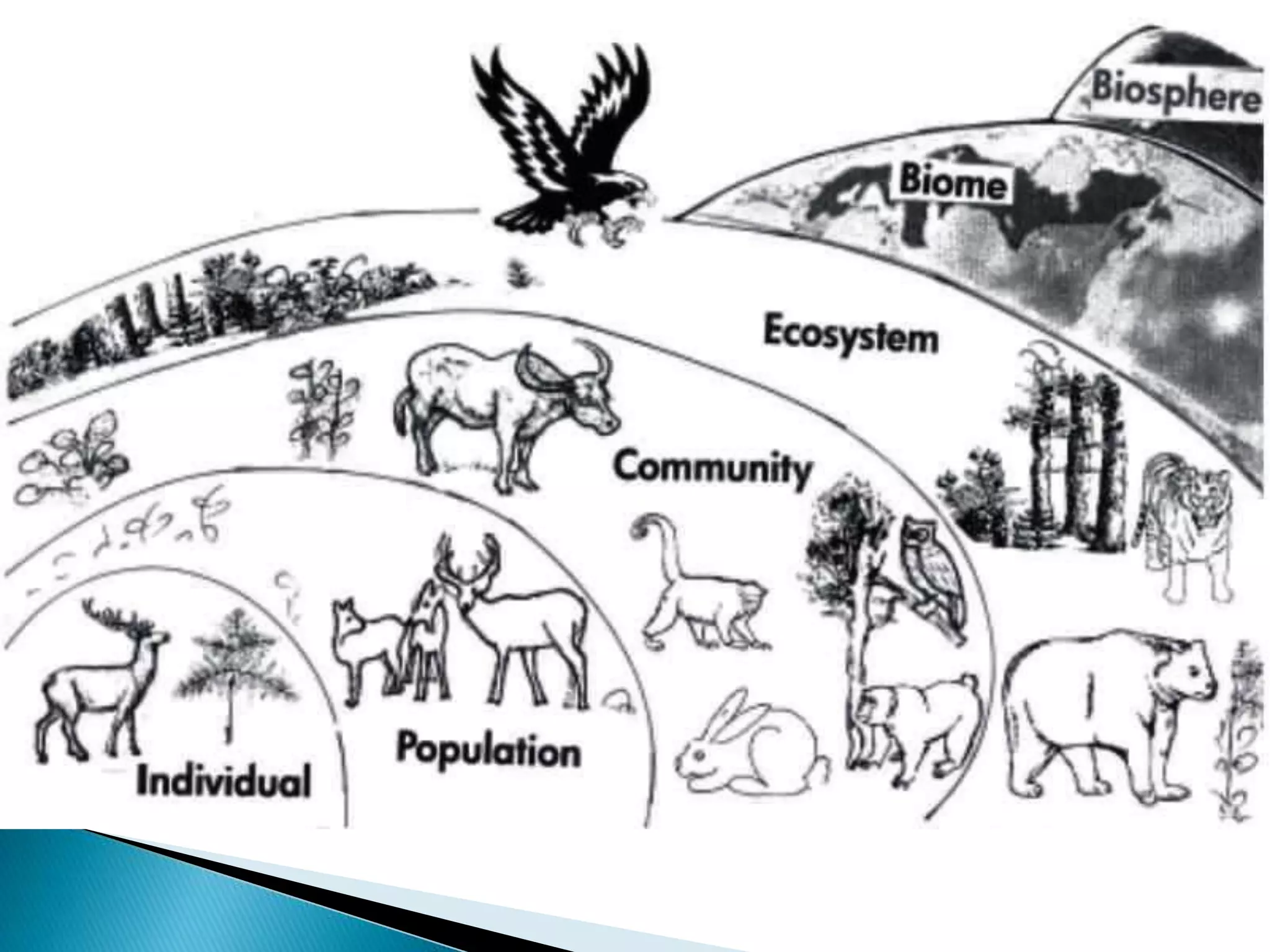 Concept of Ecosystem | PPTX