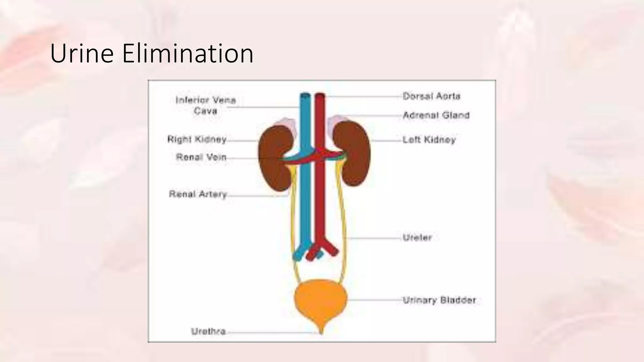 Concept of Elimination- GA.pptx