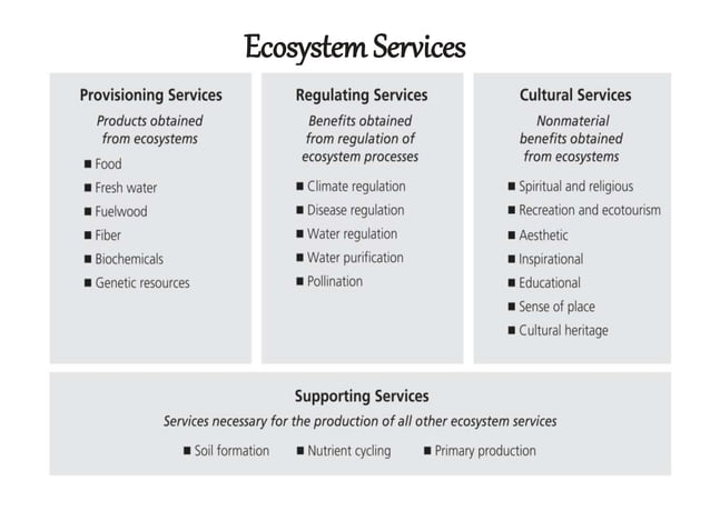 Concept of Environment.pptx