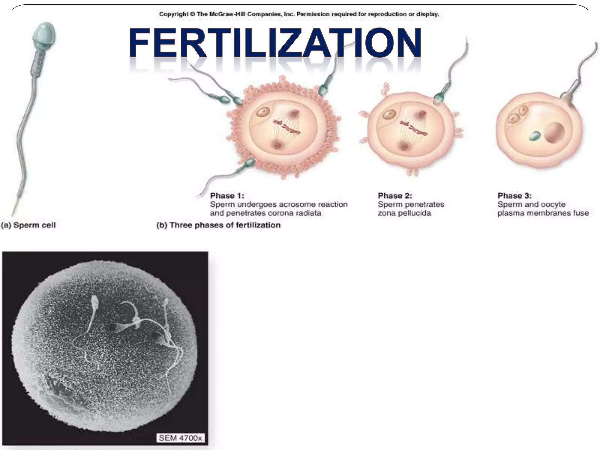 Concept of garbhadhan and garbha | PPTX