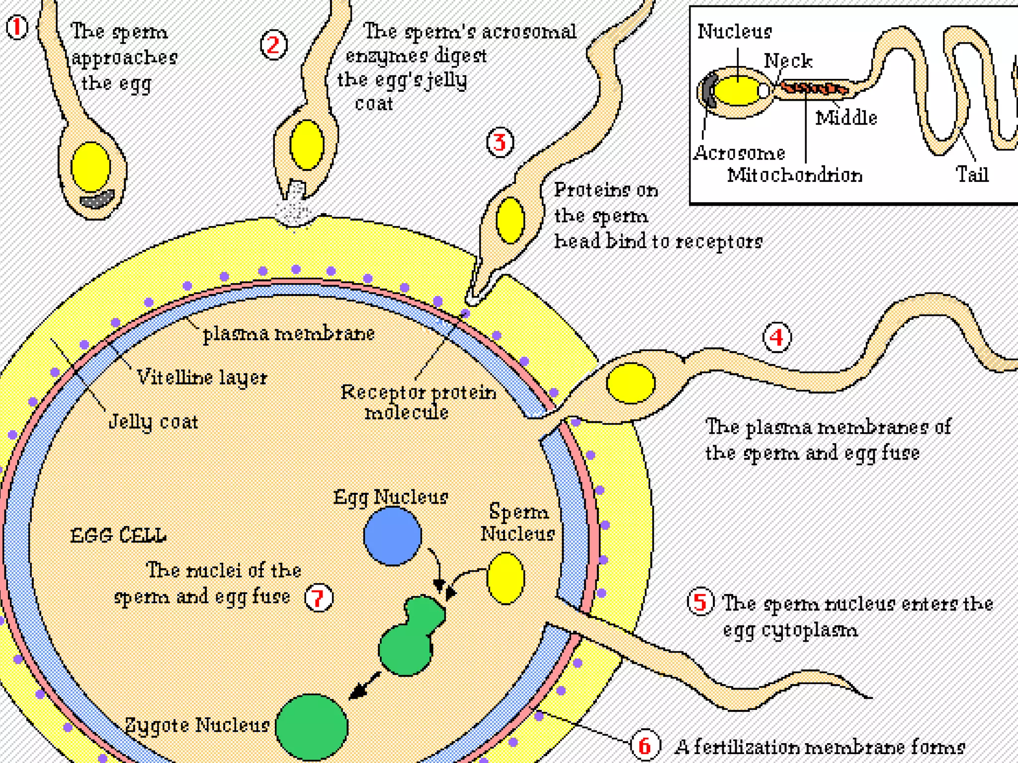 Concept of garbhadhan and garbha | PPTX