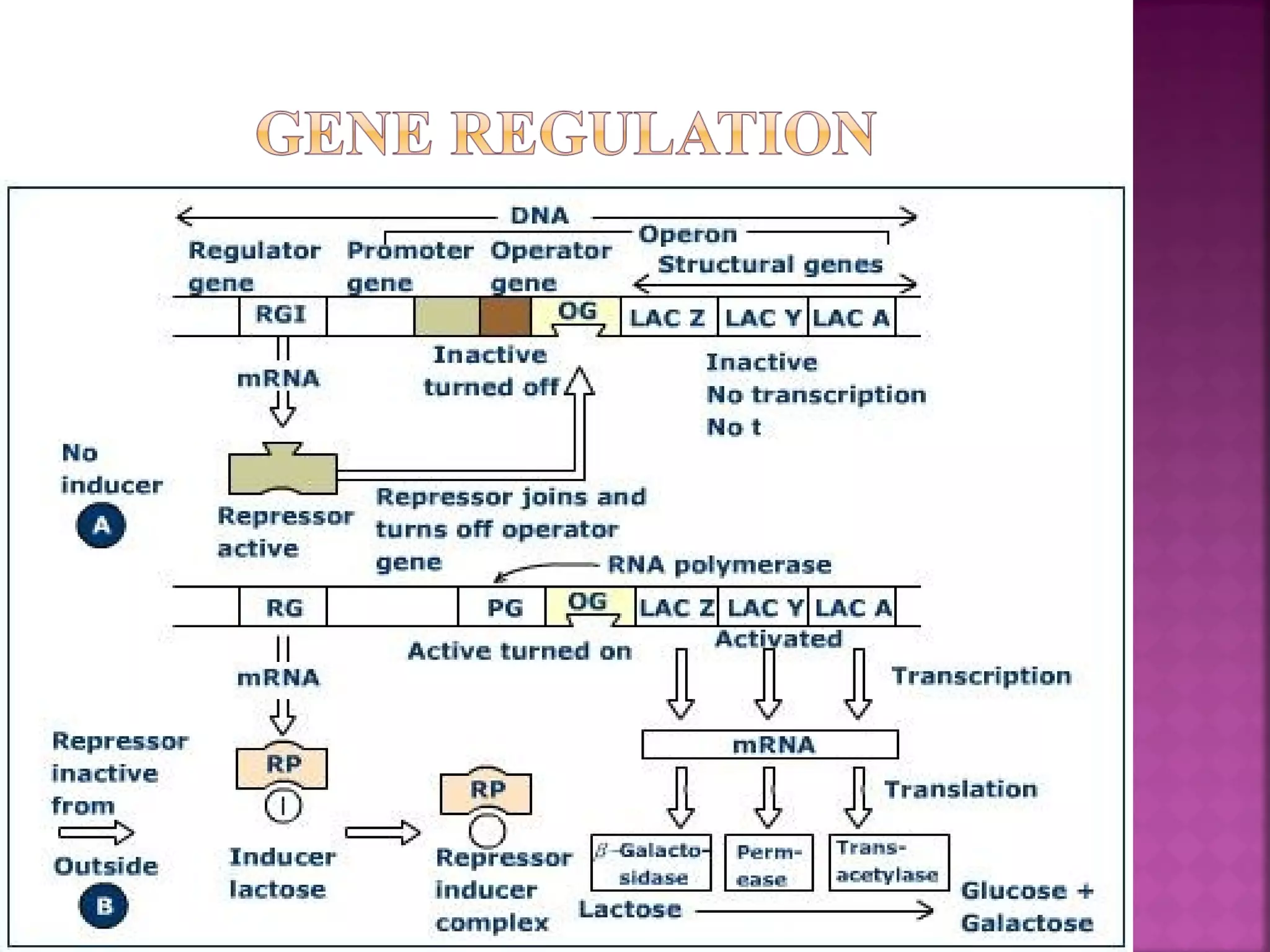Concept of gene | PPT