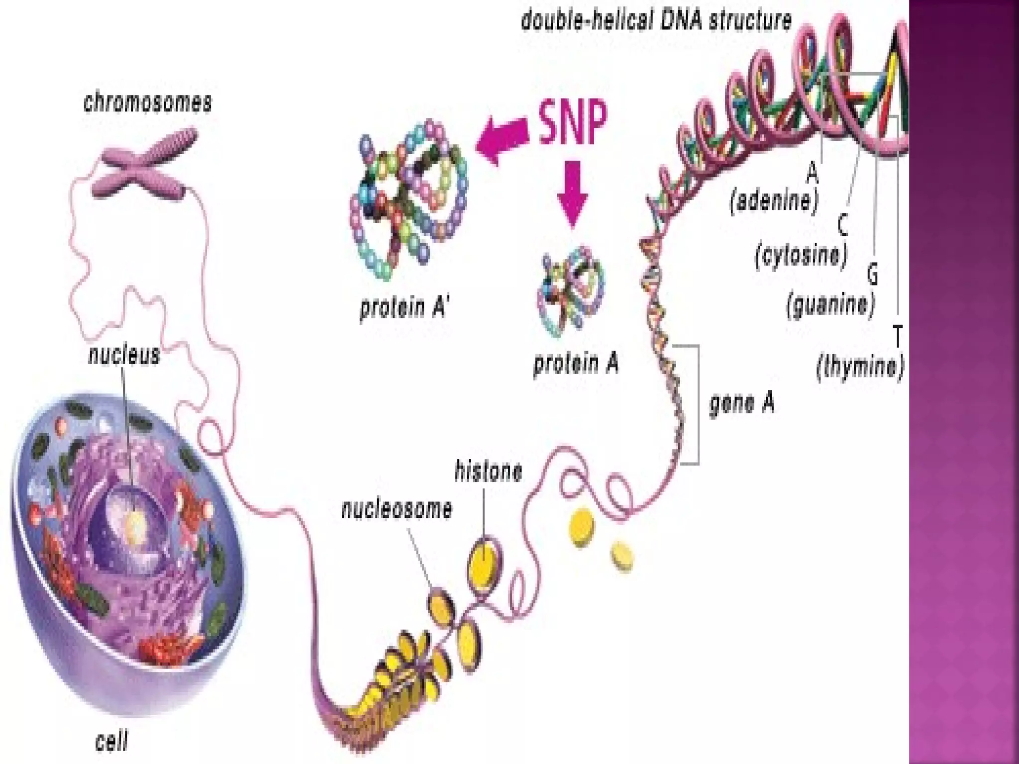 Concept of gene | PPT