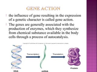 Concept of gene | PPT