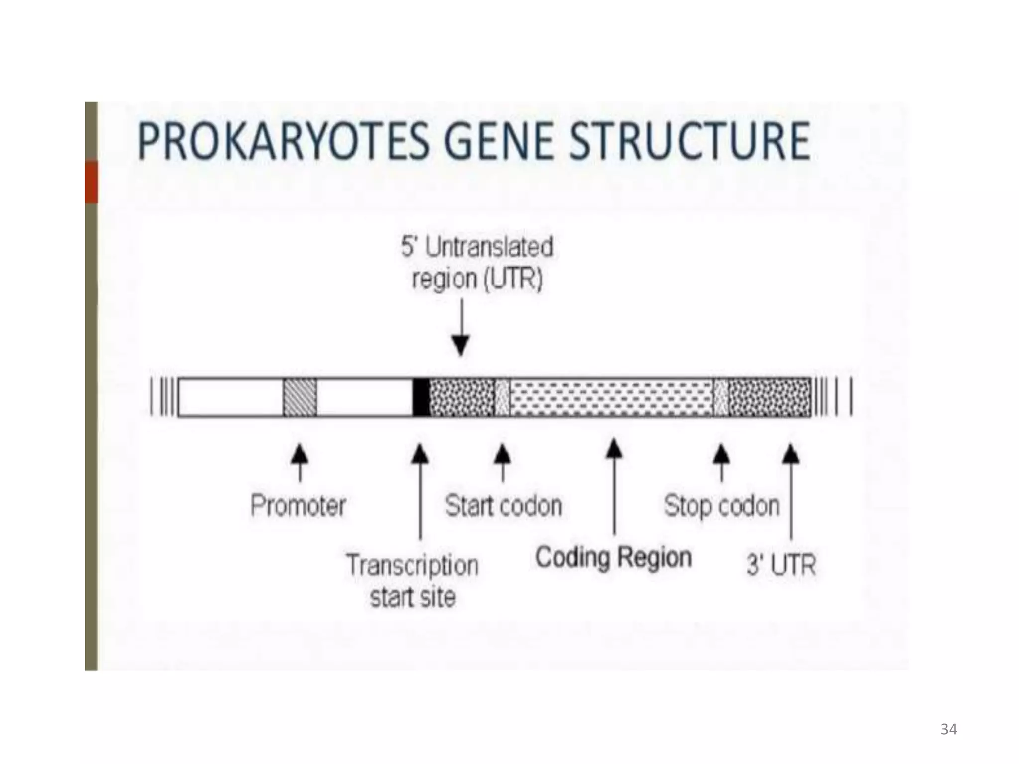 Concept of gene & ultra structure of gene | PPTX