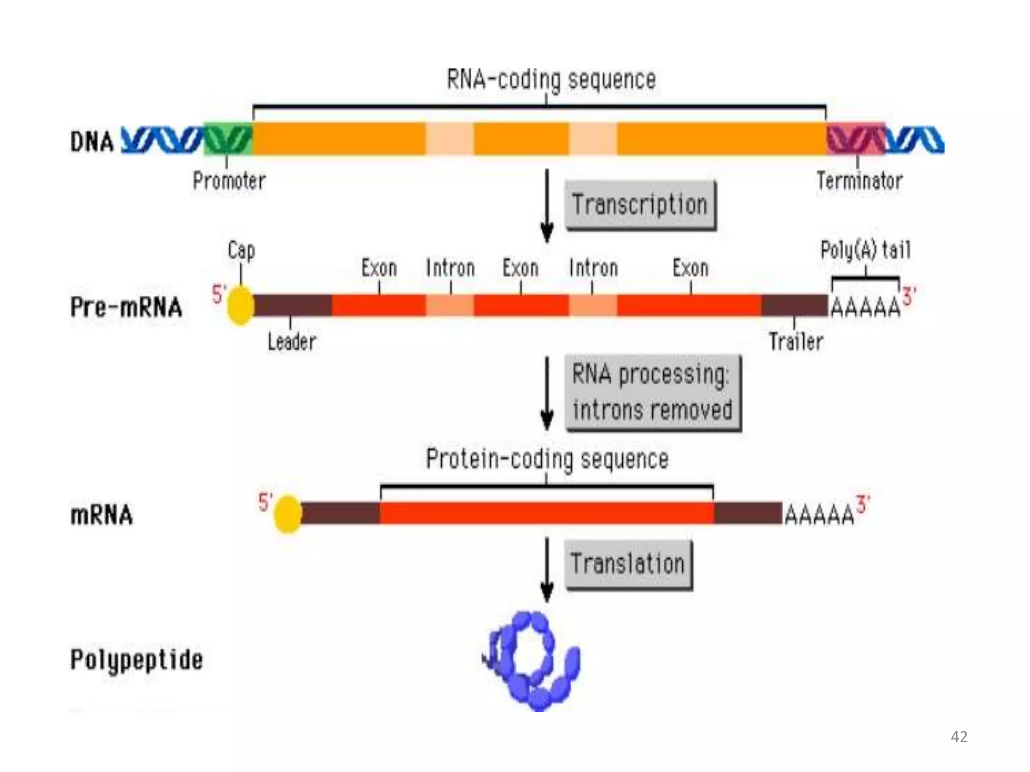 Concept of gene & ultra structure of gene | PPTX