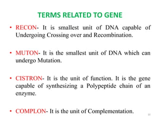 Concept of gene & ultra structure of gene | PPTX