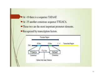 Concept of gene & ultra structure of gene | PPTX