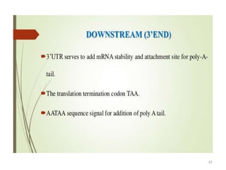 Concept of gene & ultra structure of gene | PPTX