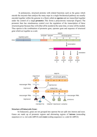 Concept of Gene.pdf