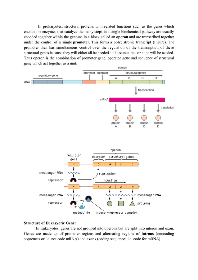 Concept of Gene.pdf | Genetics | Science